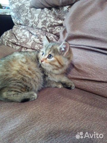 Кошки