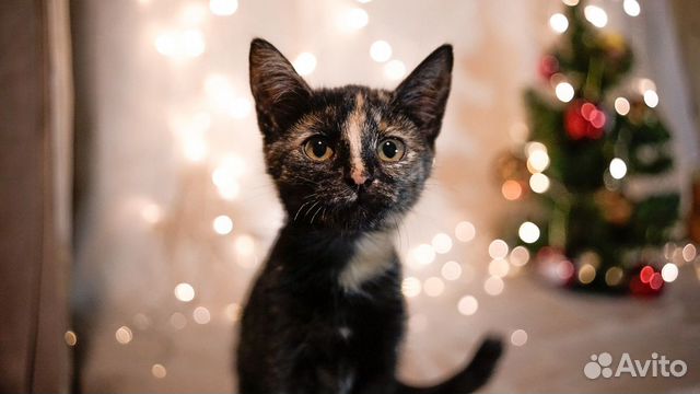 Котенок Месси в добрые руки