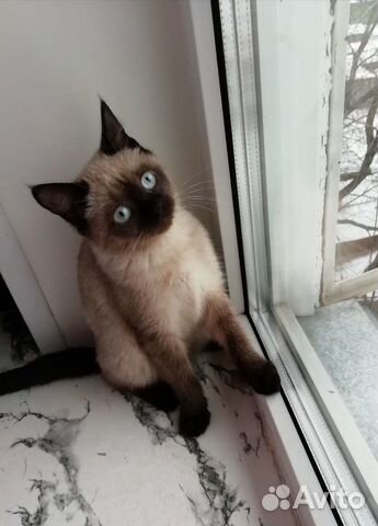 Котенок