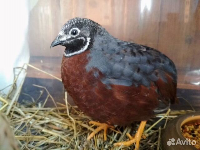 Китайский расписной перепел