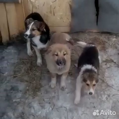 Отдам красивых щенков, 4 месяца