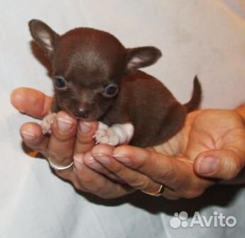 Супер-мини Шоколадный Зайка