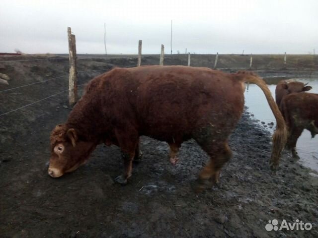 Бык на мясо