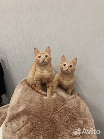 2 рыжих котенка ищут дом