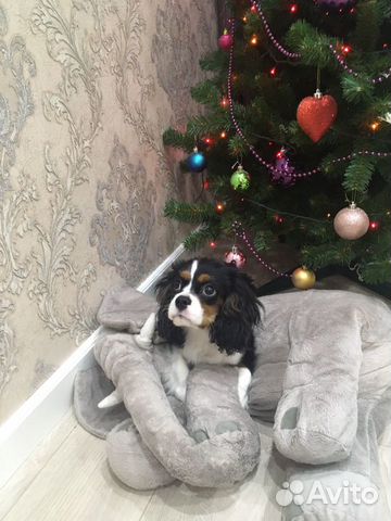 Кавалер Кингз Чарльз спаниель