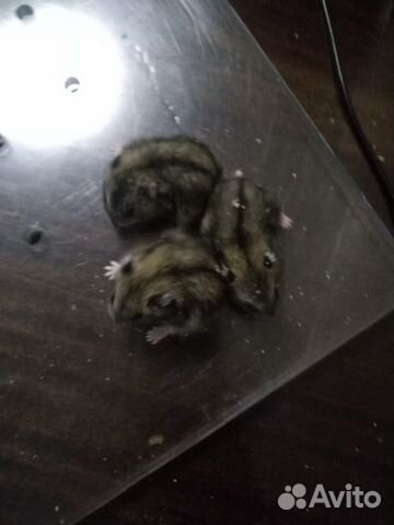 Отдам джунгарских хомячат