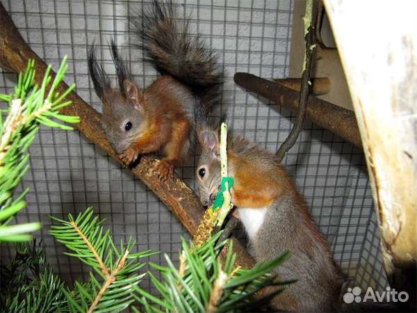 Белка европейская