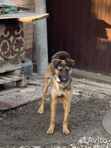 Собака метис гончей Пальма в добрые руки