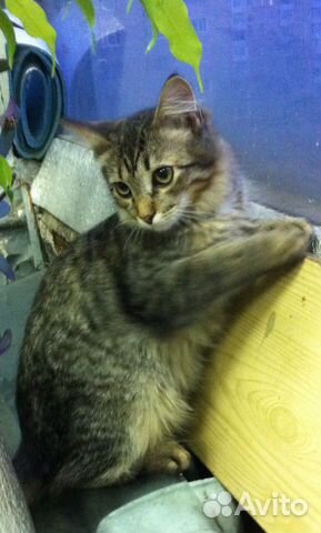 Сибирский серый котенок (метис)