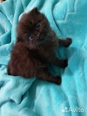 Котёнок