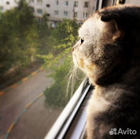 Кот приглашает кошечку на вязку