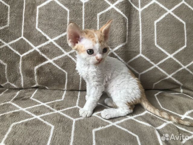 Котята Девон-рексы