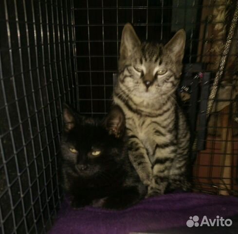 Котенок Мурзик 3 мес красавец