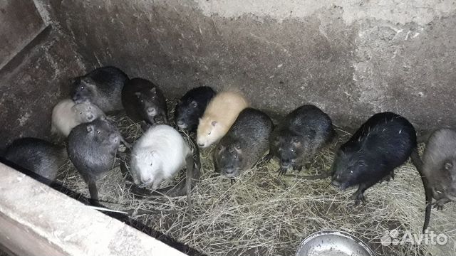Продам нутрий, молодняк, живыми