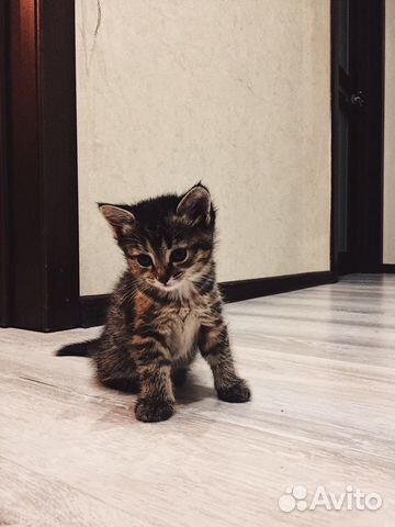 Котята Норвежской лесной