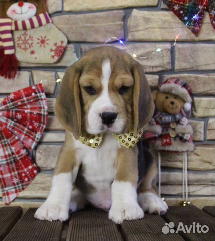 Щенки Бигля триколор и биколор