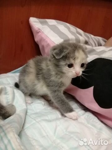 Вислоухий котенок (кошечка)