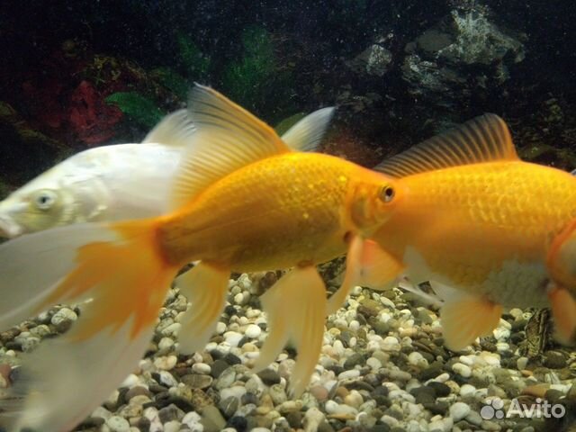 Продам аквариумных рыбок