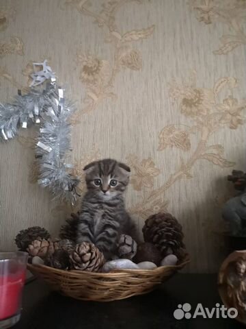 Котята от вислоухой кошки