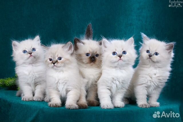 Питомник Cate-a-tete