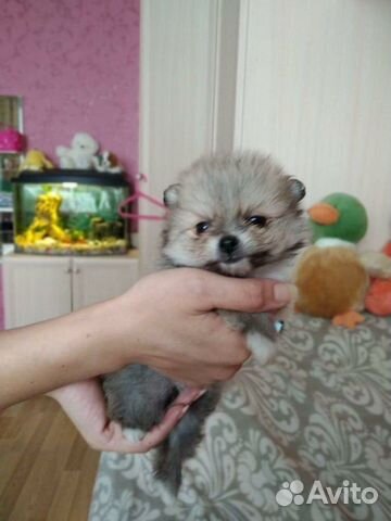 Померанский шпиц