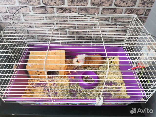 Морская свинка Тедди