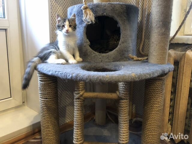 Слепой котенок Крош 2 мес