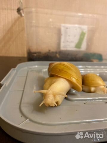 Гигантские улитки Ахатины + контейнер