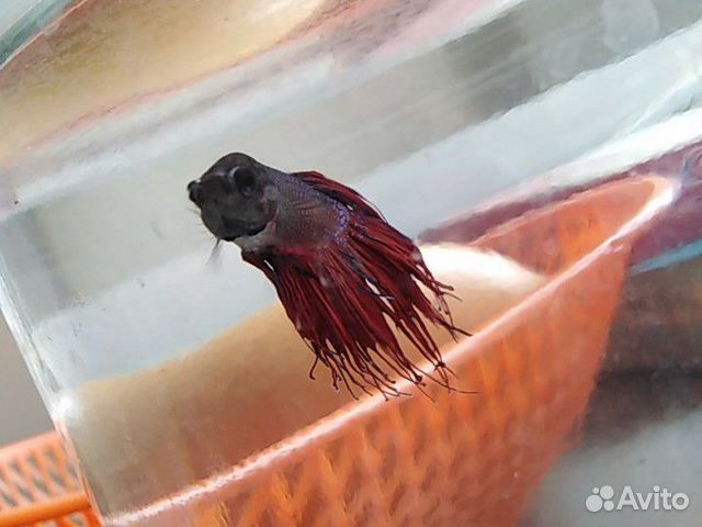 Рыбка питушок