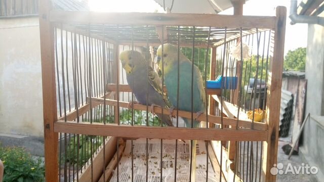 Продам попугайчика