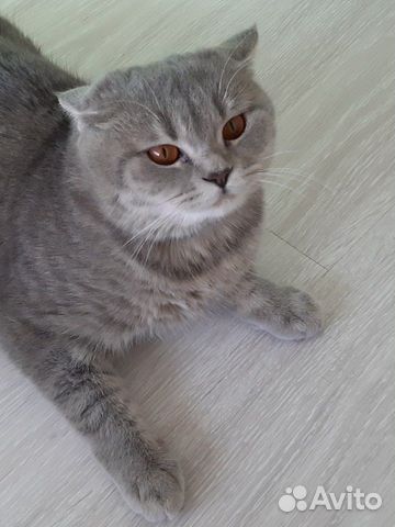 Кошка британец