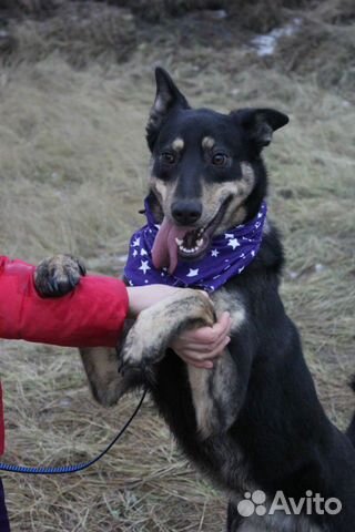 Игривая Латте отдаётся бесплатно в добрые руки