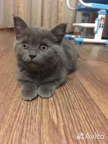 Продам кошку британку