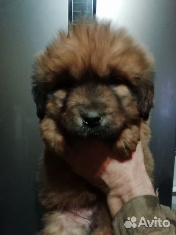 Тибетский мастиф. щенки