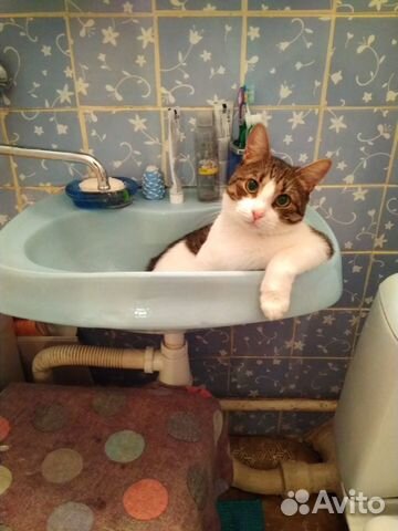 Котик Боря