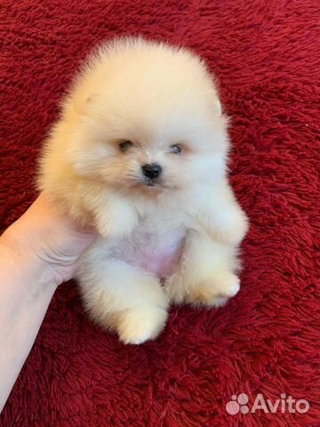 Шпиц - девченка померанка