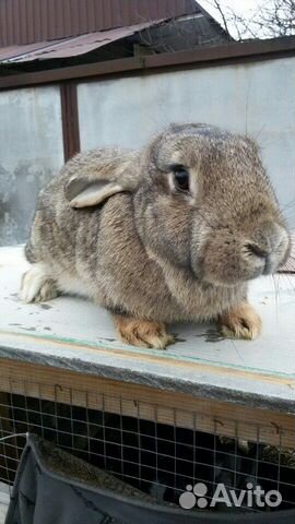 Крольчиха