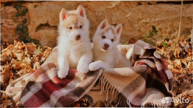 Сибирский хаски