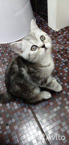 Кот