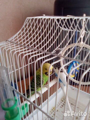 Продаю 2-х волнистиков