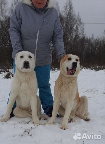 Щенки сао