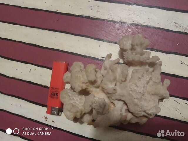 Коралл морской натуральный