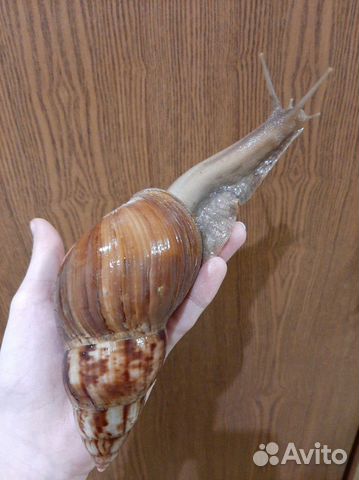 Улитка Ахатина Фулика (стандарт)