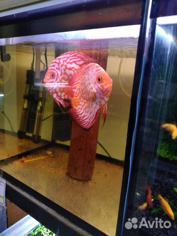 Аквариумные рыбки московского разведения