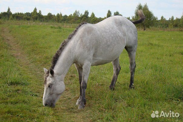 Кучерявая, гипоаллергенная кобыла