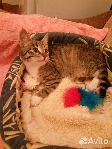 Малыш ищет маму