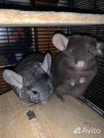 Пара шиншилл