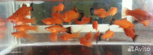 Опт. Живородка