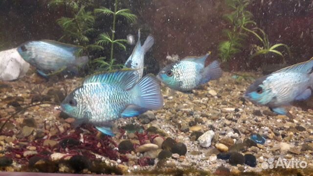 Нанокары молодые 1 год