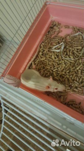 Крыска мальчик